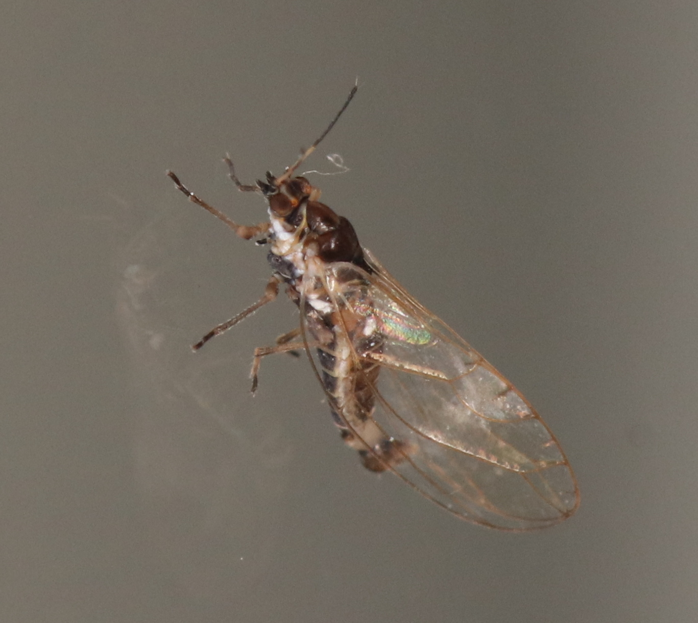 Trioza urticae (Linnaeus, 1758)