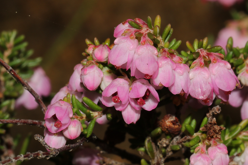 Common Crested Heath (Heaths of the Cape Peninsula) · iNaturalist