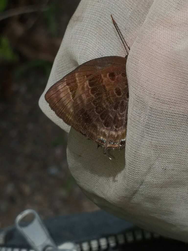 Arhopala adherbal from Raja Ampat, Dél-Pápua, Indonézia on February 13 ...