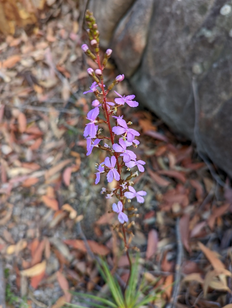 Stylidium productum from Sydney NSW, Australia on December 4, 2022 at ...