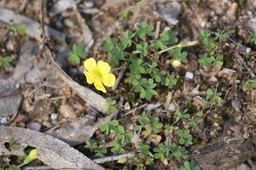 Oxalis exilis (Madeira Pflanzen Myrtales, Oxalidales, Ranunculales ...