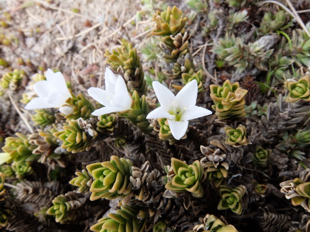 Veronica densifolia from Cardrona Range, Otago, New Zealand on December ...