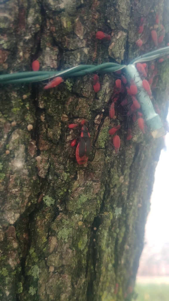 Red-shouldered Bug from 4094 Campus Dr, College Park, MD 20740, USA on ...