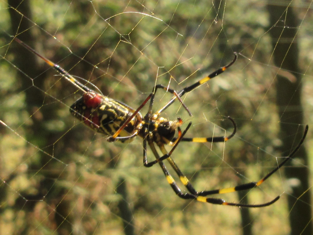 Joro Spider from 베트남 라오까이 사빠 on November 3, 2022 at 08:30 AM by ...