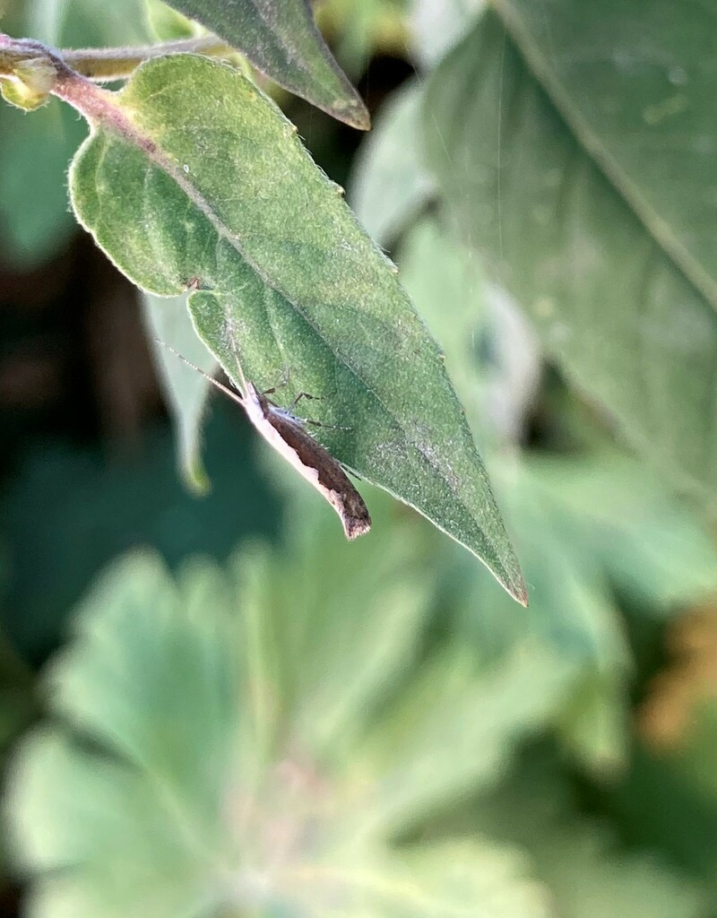 Diamondback Moth from Douglasdale, Calgary, AB T2Z, Canada on October ...