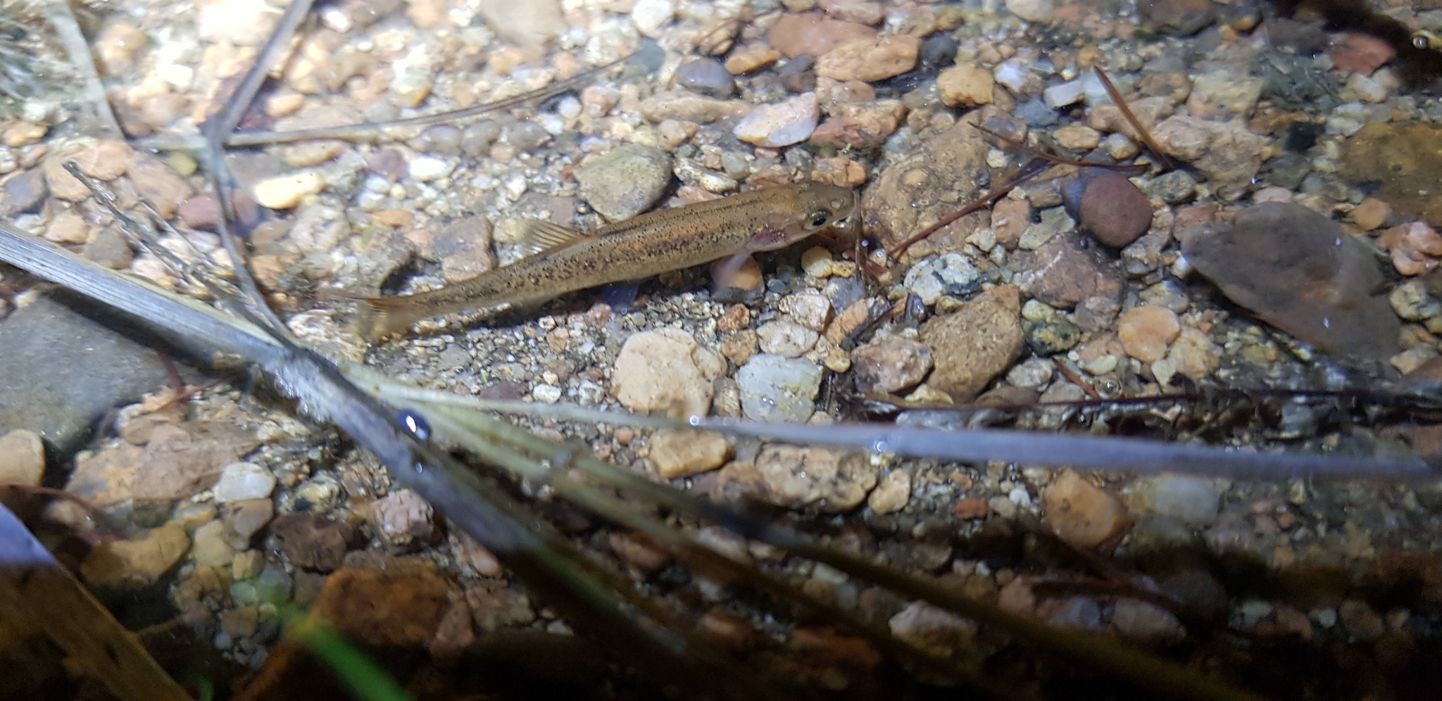 Rhynchocypris lagowskii (Dybowski, 1869)