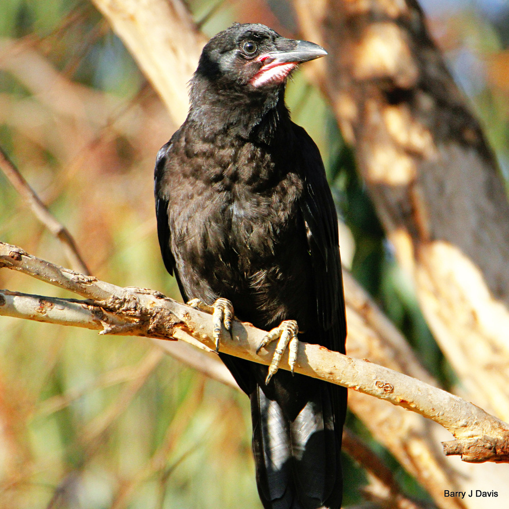 Torresian Crow from Gungahlin, ACT, Australia on December 05, 2022 at ...