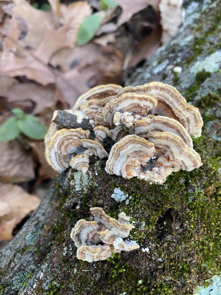 turkey-tail from Wheaton Regional Park, Silver Spring, MD, US on ...