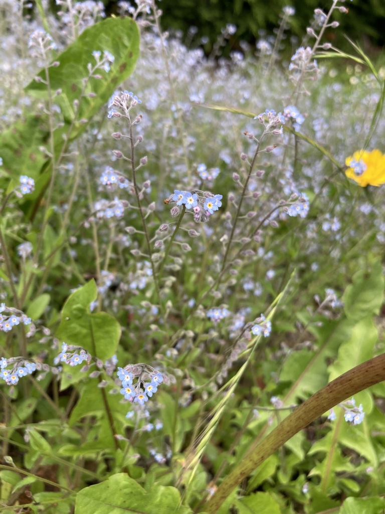 Tufted Forget-me-not from Te Waipounamu/South Island, Oamaru, Otago, NZ ...