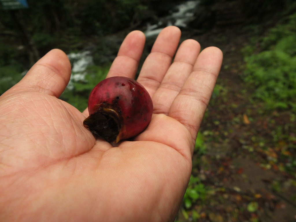 (Syzygium hemisphericum) - Botanical Realm