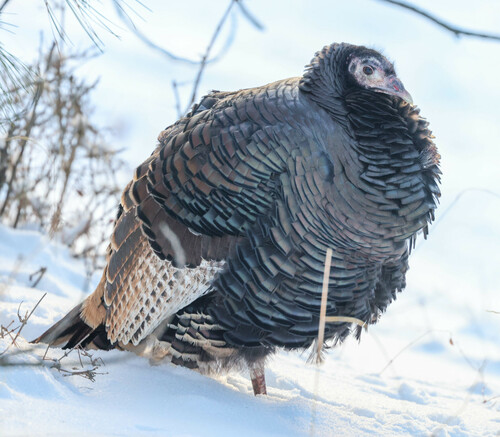 Observations by mrp123 · iNaturalist