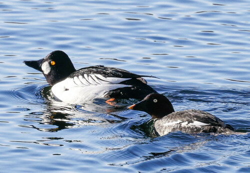 Observations by mrp123 · iNaturalist