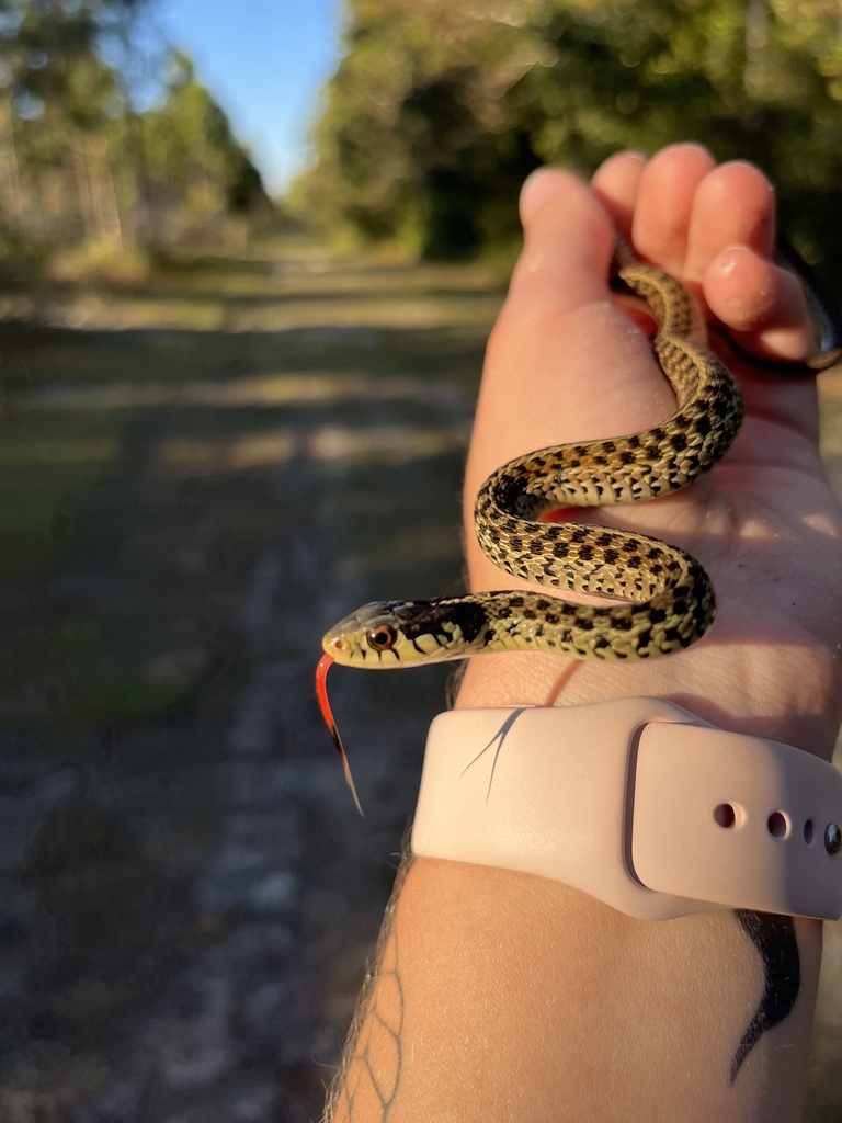 Eastern Garter Snake from Foley, AL, US on October 23, 2022 at 05:05 PM ...