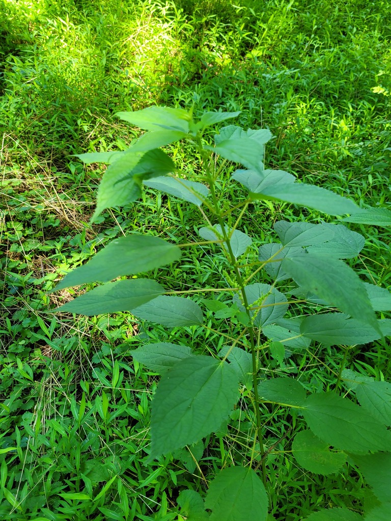 false nettle in July 2022 by smuller · iNaturalist