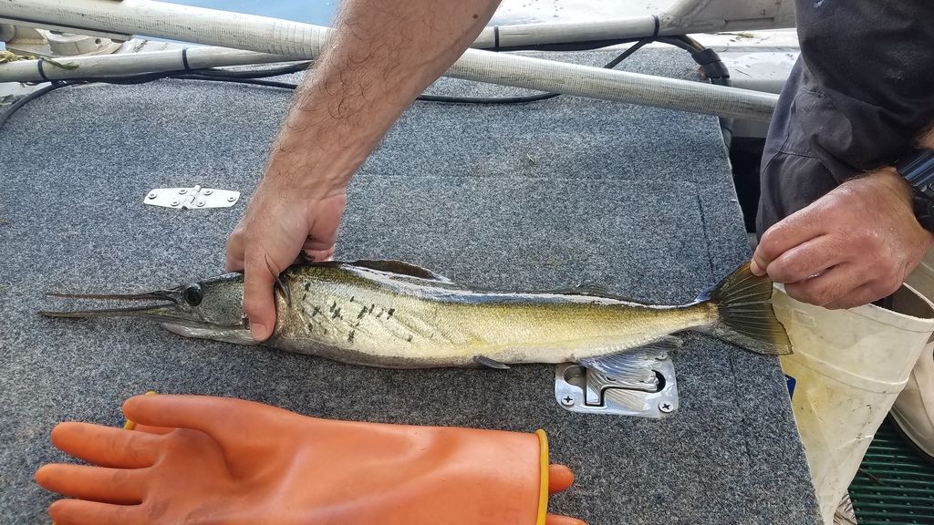 Freshwater Longtom from Balnagowan QLD 4740, Australia on September 23 ...