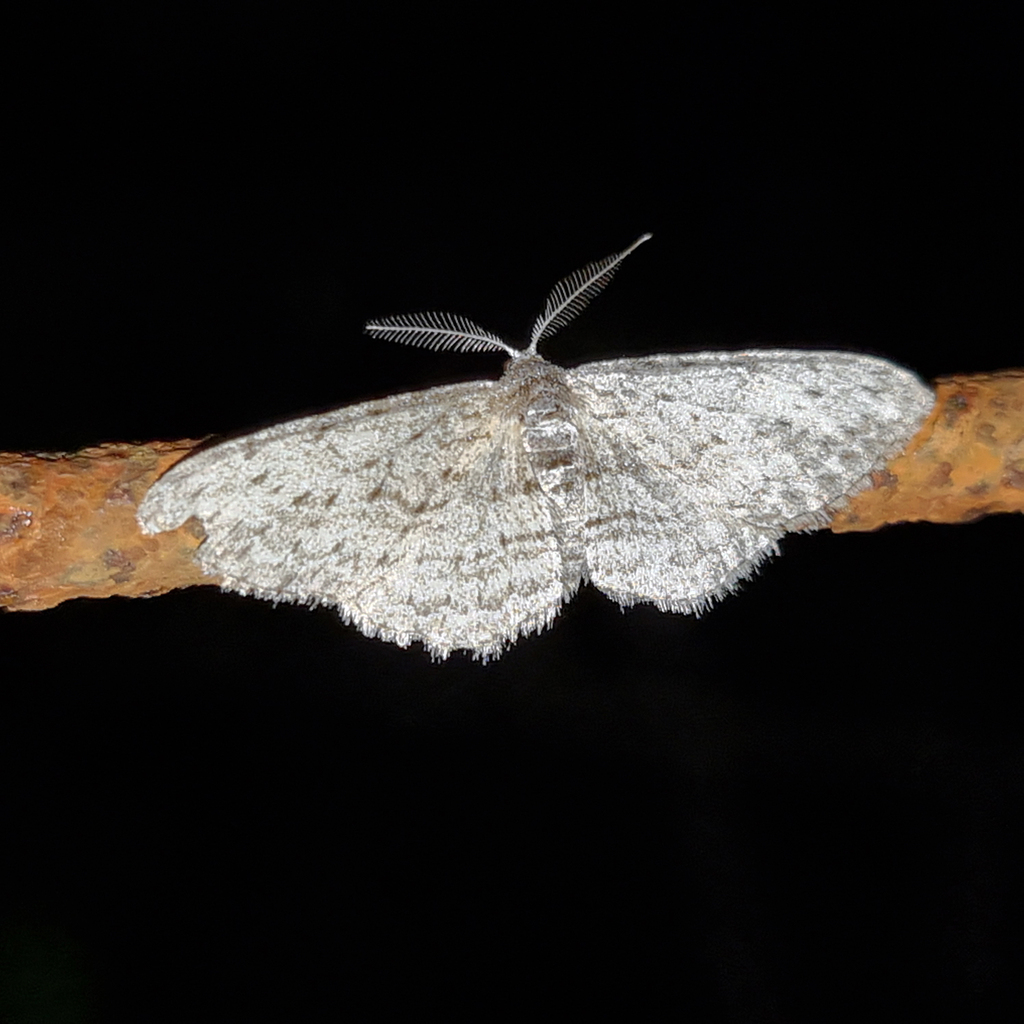 Long-fringed Bark Moth from Gordon VIC 3345, Australia on December 02 ...