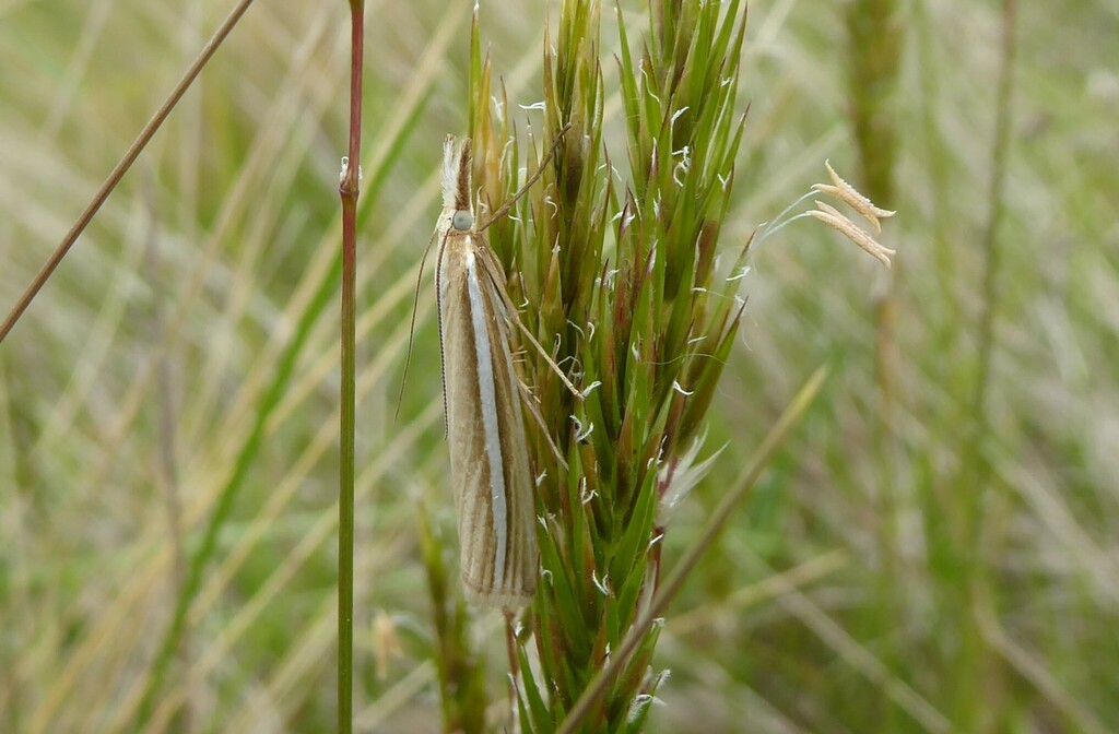 Orocrambus lewisi from Macraes, New Zealand on December 05, 2022 at 12: ...