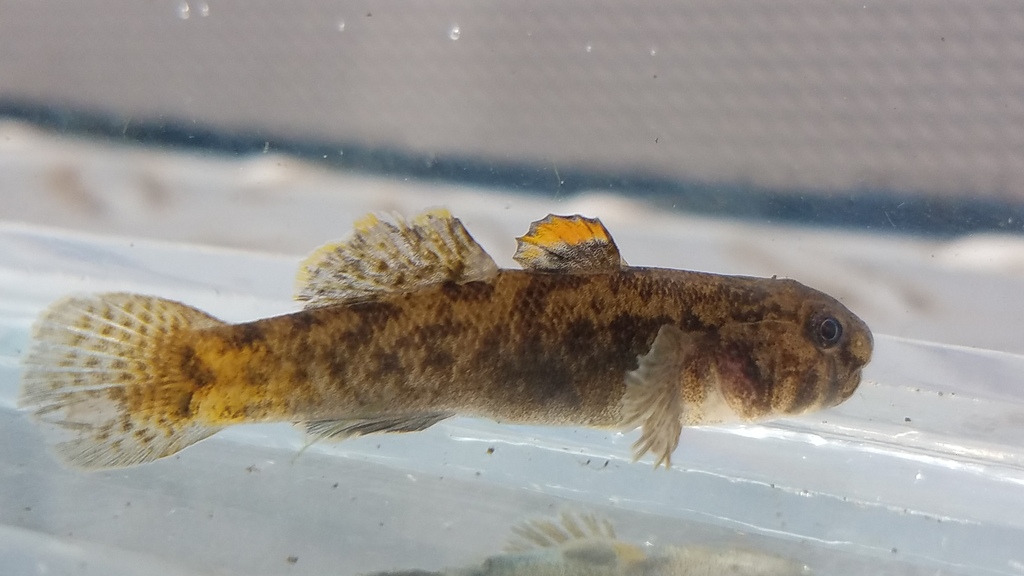 Tadpole Goby (Chlamydogobius ranunculus) - Marine Life Identification