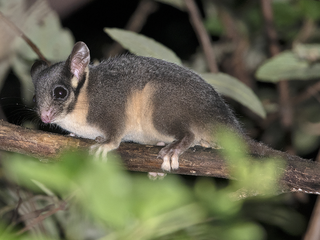 Leadbeater's Possum in December 2022 by Tim Bawden · iNaturalist