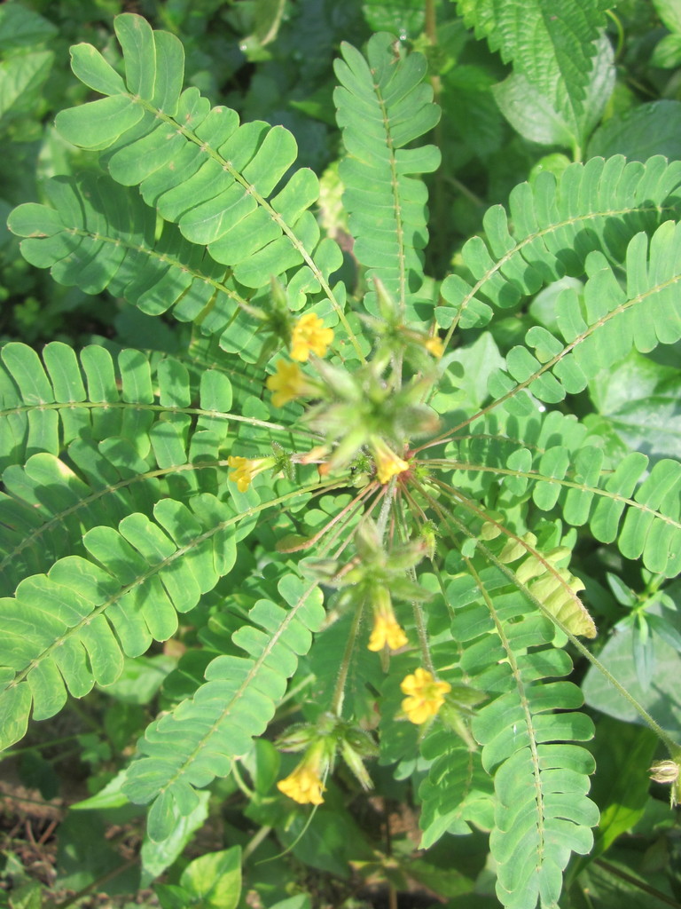 little tree plant from San Mateo, Rizal, Philippines on August 08, 2015 ...