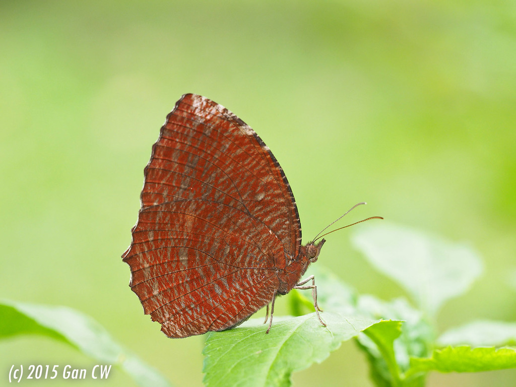 Common Palmfly (Butterflies of Varsity Park Condominium) · iNaturalist