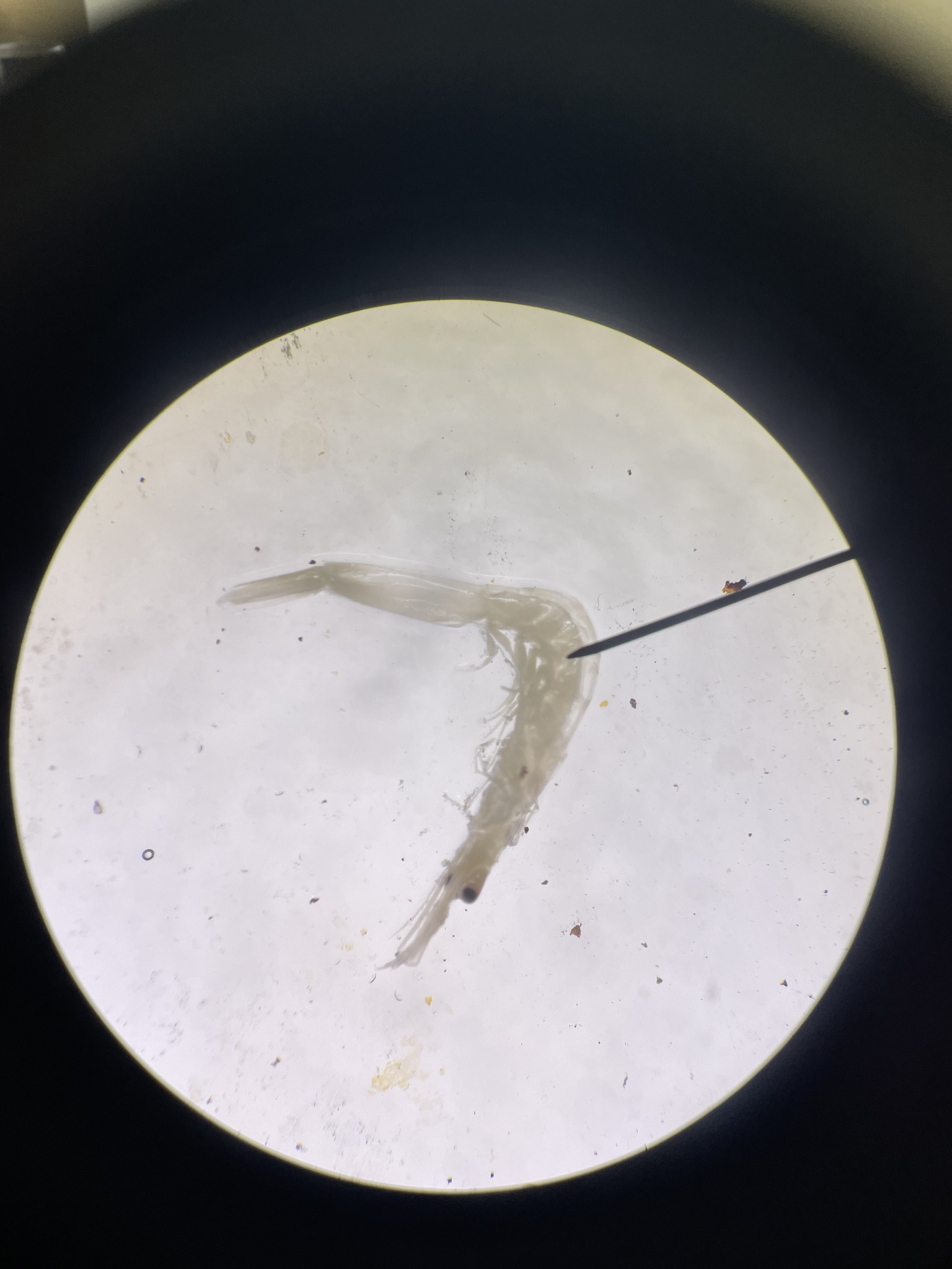 Tozeuma carolinense Kingsley, 1878