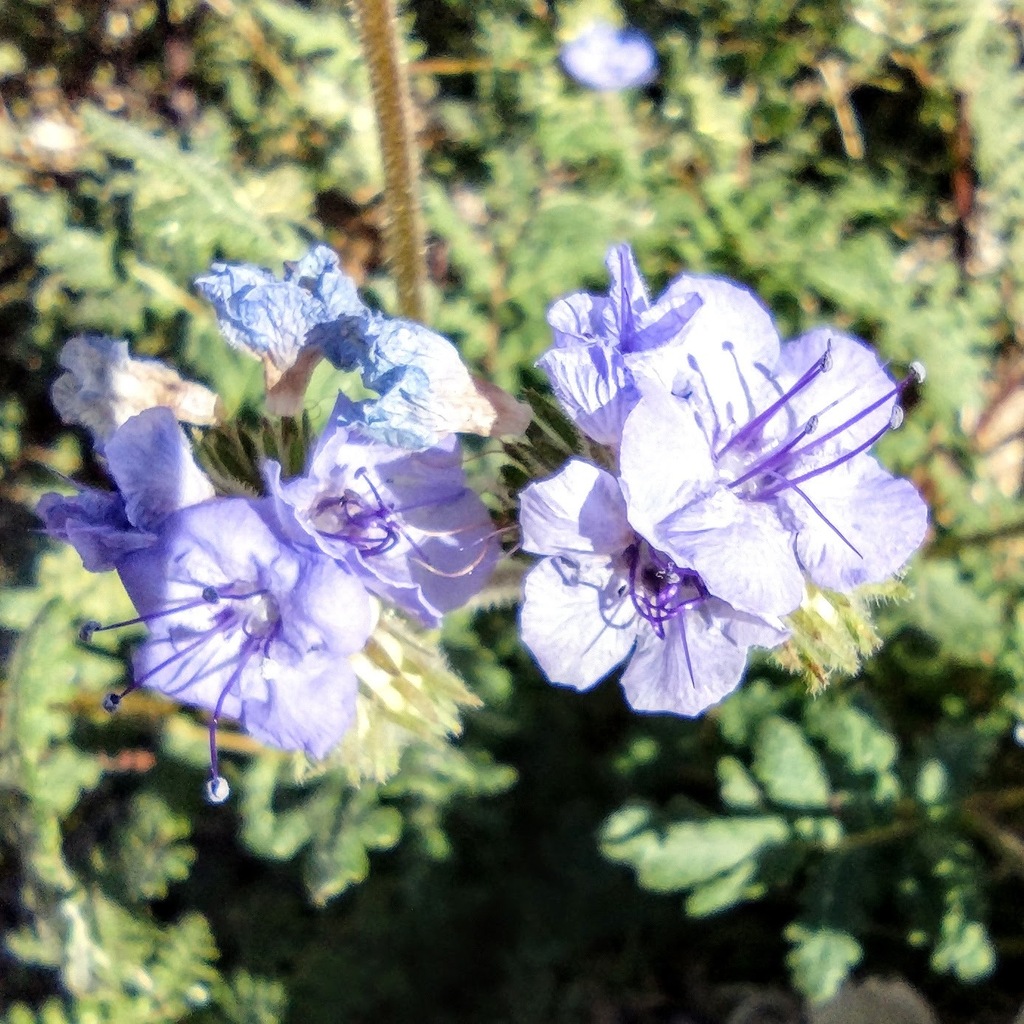 distant phacelia from Anza-Borrego Desert State Park on 04 December ...