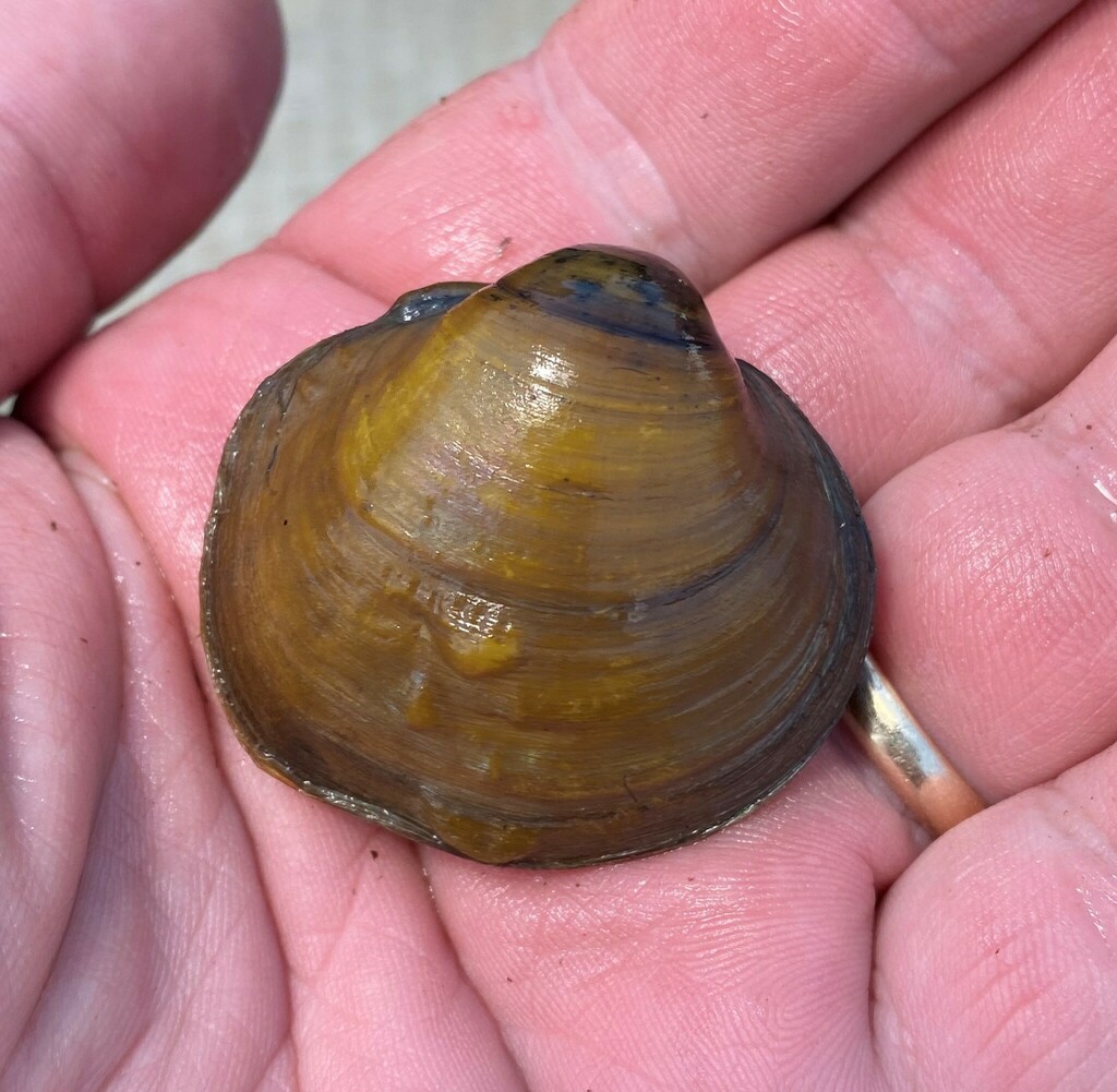 Alabama Orb from Alabama River, just downstream of Cobbs Landing ...