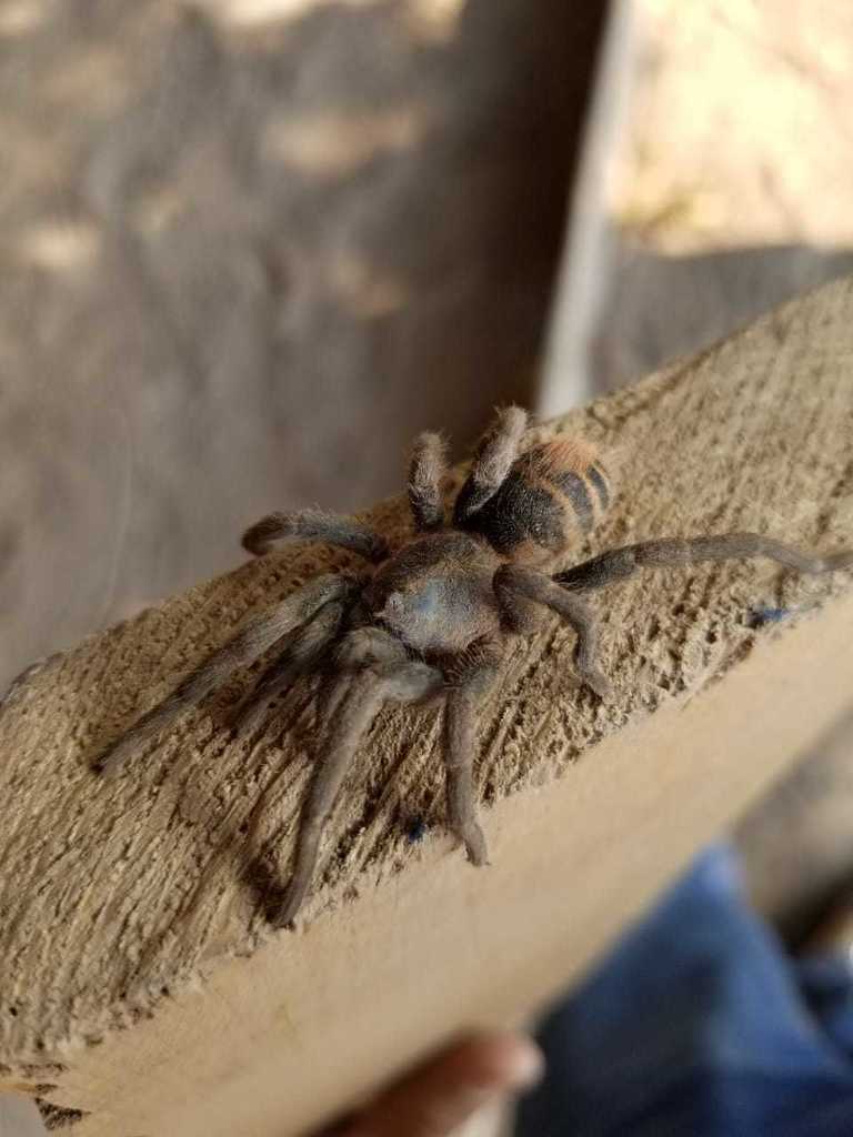 Tiger Rump Tarantulas from El Zamorano, Honduras on September 05, 2018 ...