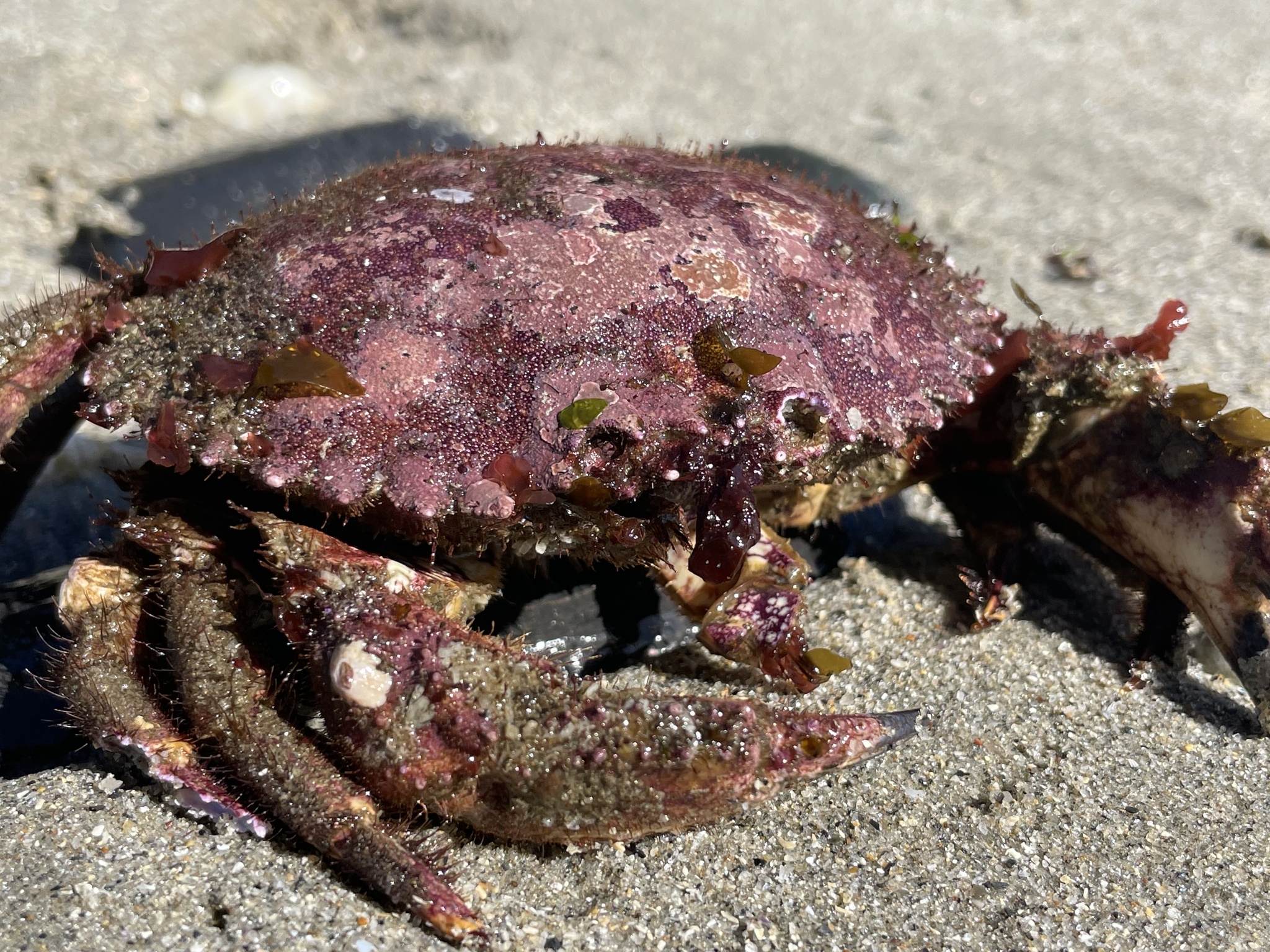 Romaleon setosum (Molina, 1782)