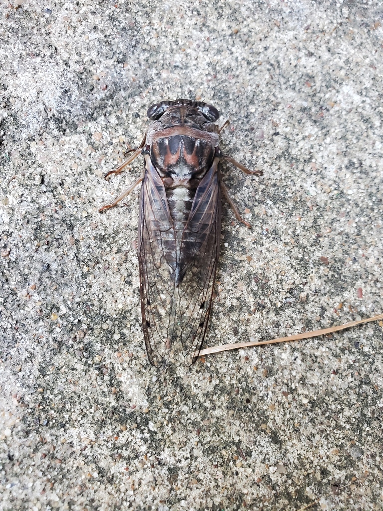 Fall Southeastern Dusk-singing Cicada from Walker County, TX, USA on ...