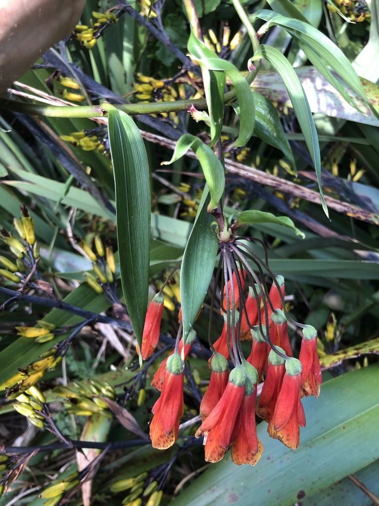 Bomarea multiflora from Te Ika-a-Māui/North Island, New Plymouth ...