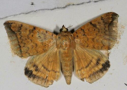 Achaea albitermia · iNaturalist