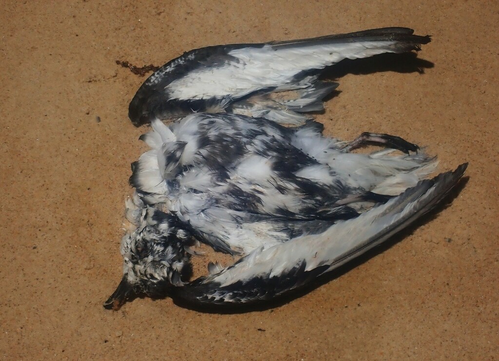 Mottled Petrel in December 2022 by Adrian Gale · iNaturalist