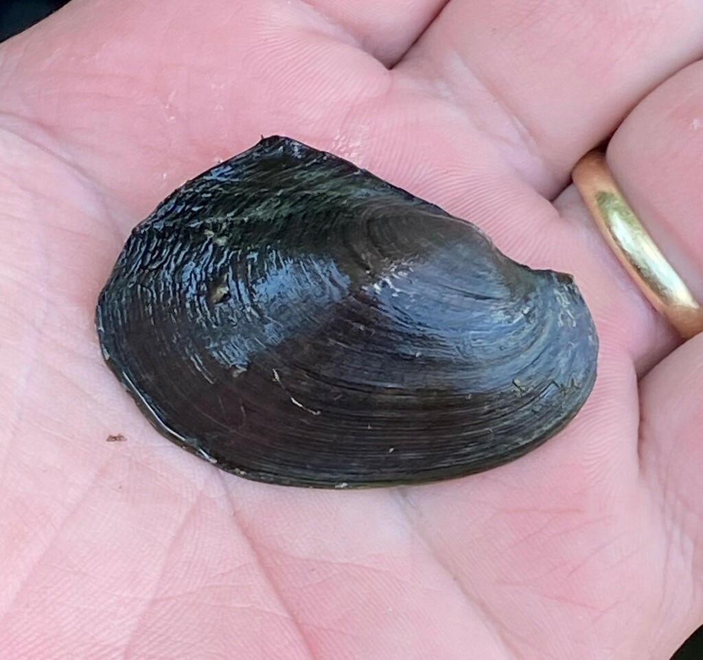 Bleufer from Alabama River across from Cobbs Landing, Wilcox County, AL ...