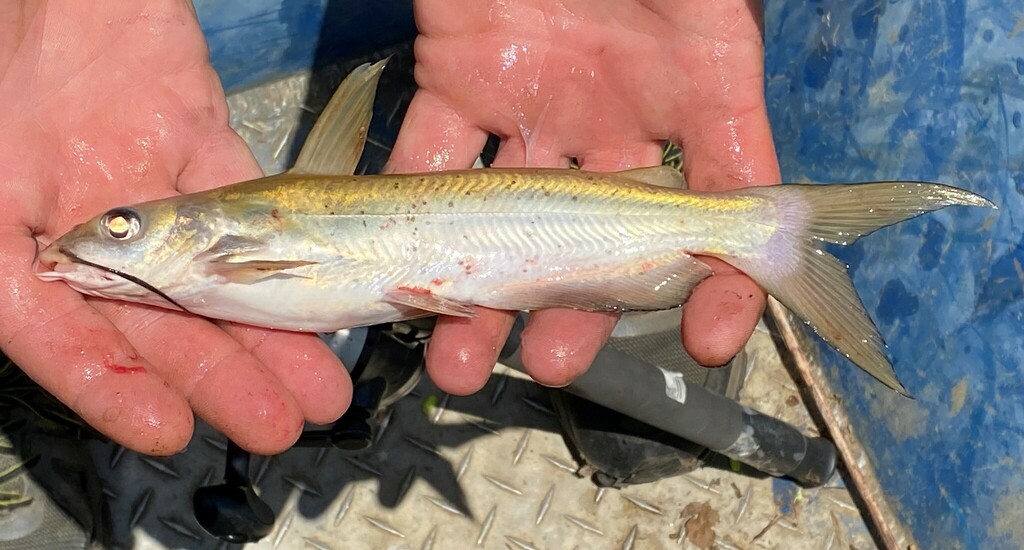 Channel Catfish from Alabama River, just downstream of Cobbs Landing ...
