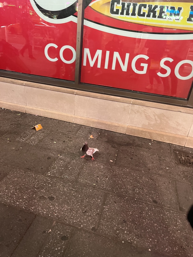 Feral Pigeon from Times Square, New York, NY, US on December 4, 2022 at ...