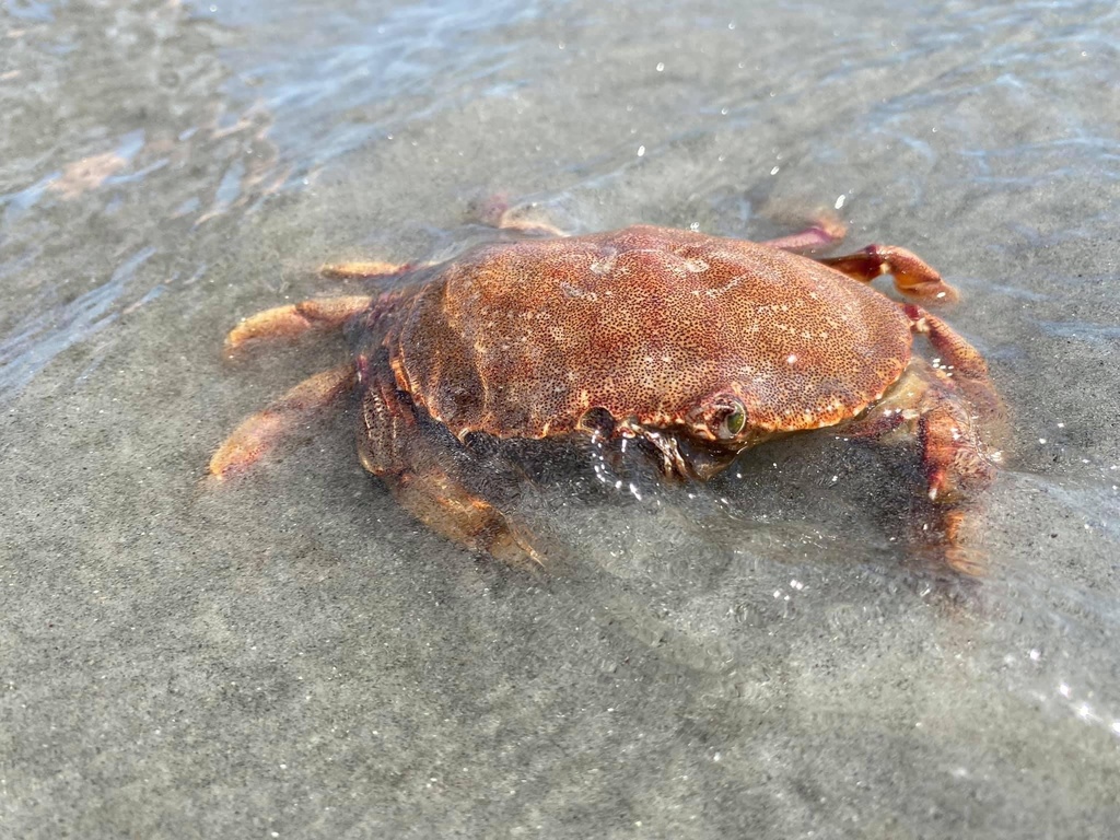 Atlantic Rock Crab from North Atlantic Ocean, Mount Pleasant, SC, US on ...