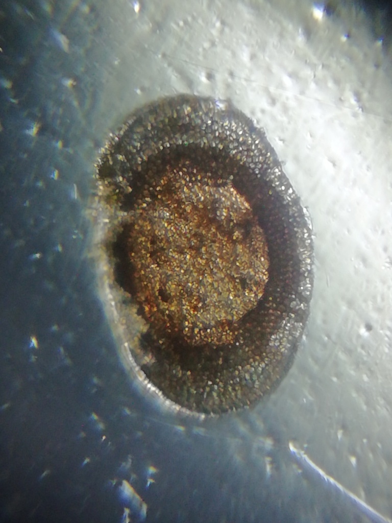 Plumatella Moss Animal from Woodridge, IL, USA on November 6, 2022 by ...