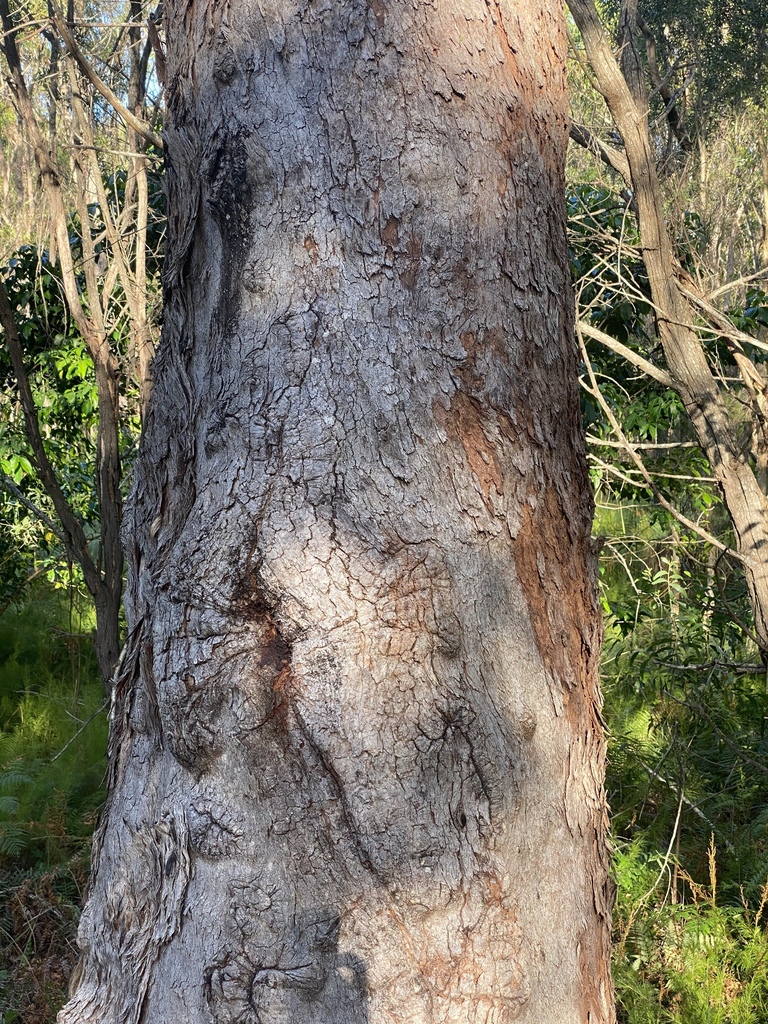 Pink Bloodwood from Pine Ridge Conservation Park, Hollywell, QLD, AU on ...