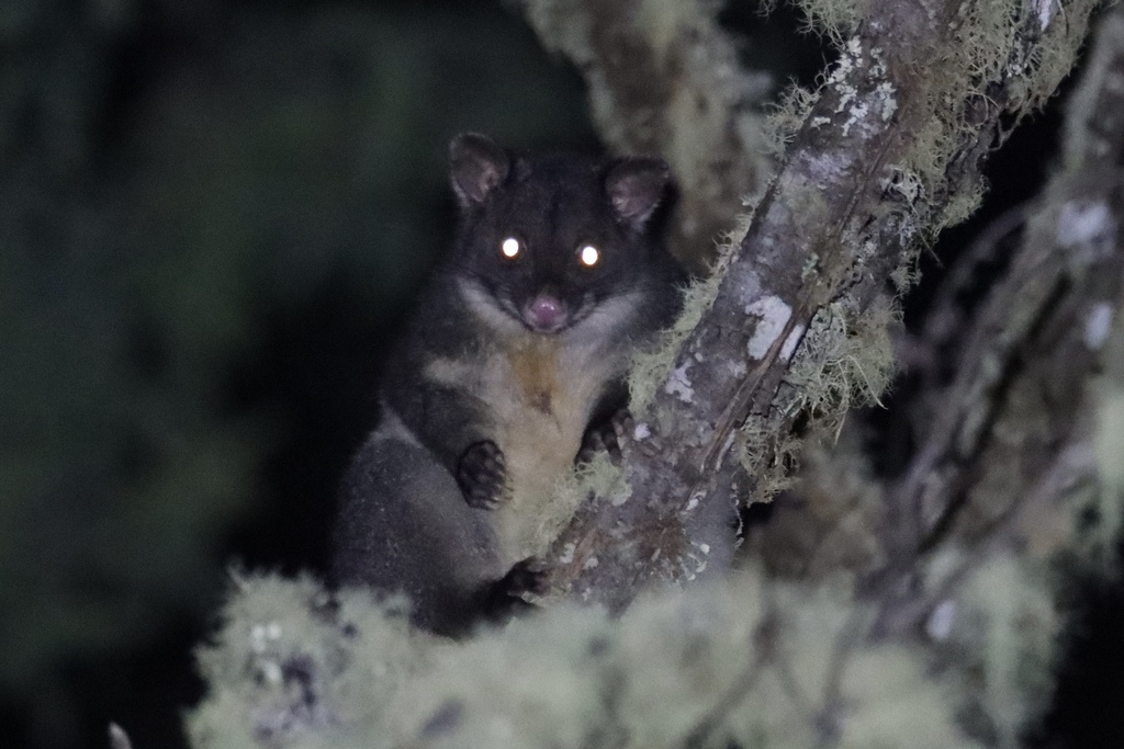 Short-eared Brush-tailed Possum from Main Range National Park ...
