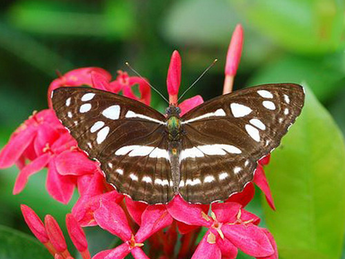 Short banded Sailer (Butterflies of Varsity Park Condominium) · iNaturalist