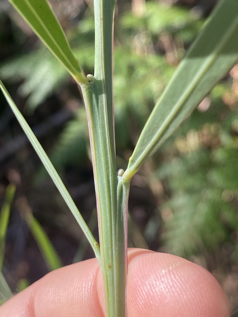 Sweet Wattle from Pine Ridge Conservation Park, Hollywell, QLD, AU on ...