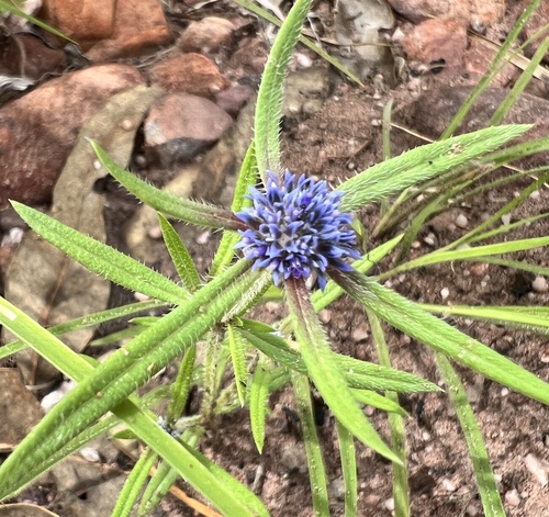 Spermacoce calliantha · iNaturalist