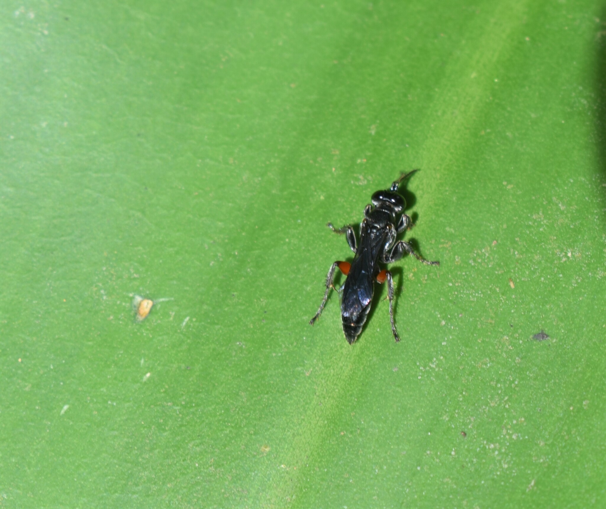 Liris subtessellatus (F.Smith, 1856)
