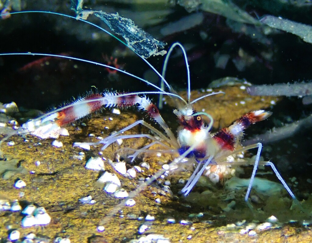 Banded Coral Shrimp from Port Stephens NSW 2319, Australia on November ...