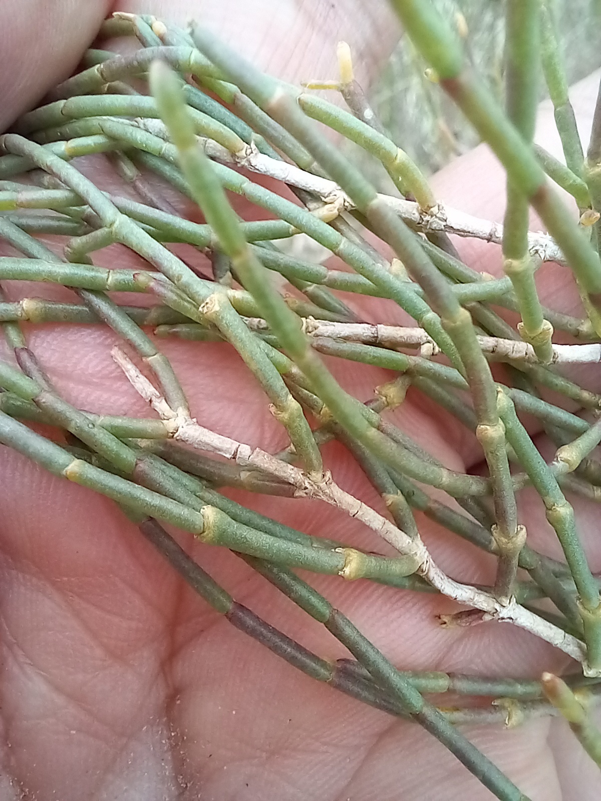 Haloxylon ammodendron (C.A.Mey.) Bunge ex Fenzl