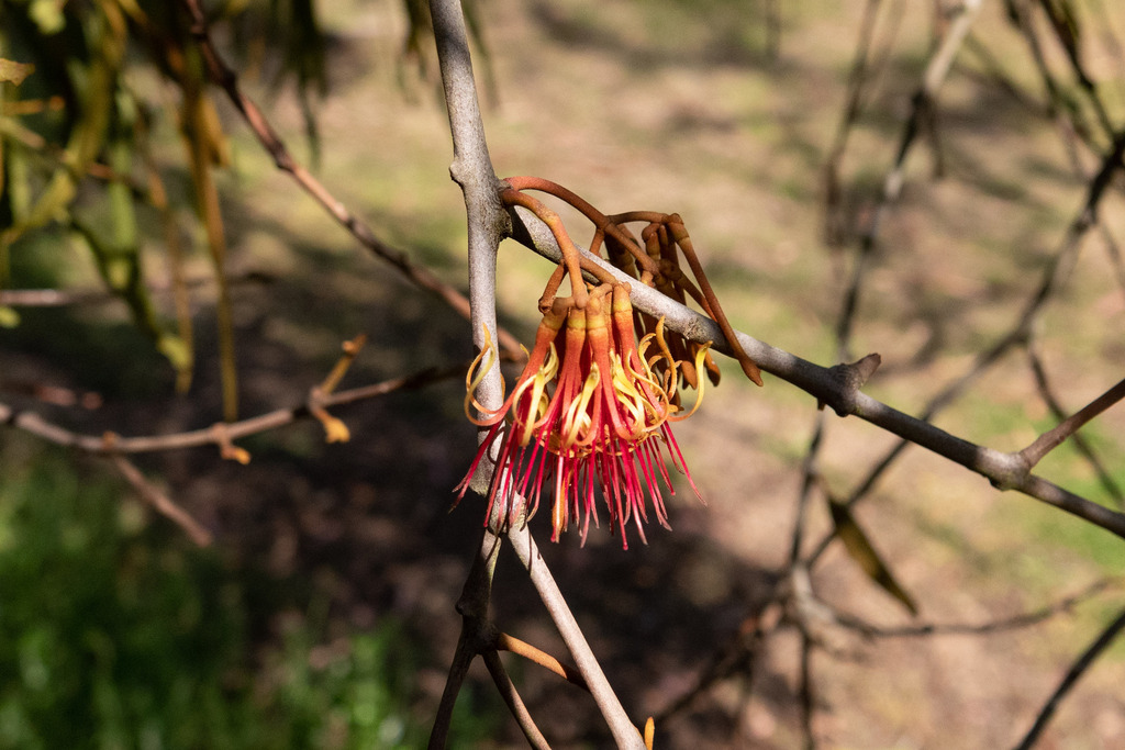 drooping mistletoe from Somers VIC 3927, Australia on October 02, 2022 ...