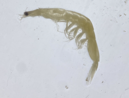 Tozeuma carolinense Kingsley, 1878