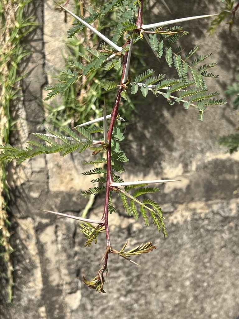 fever tree from Nakuru-Kisumu Road, Nakuru, Nakuru, KE on December 5 ...
